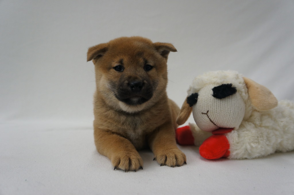 Sherry – red female – zelda (2) | Shiba Inu Puppies by Icewind Shibas