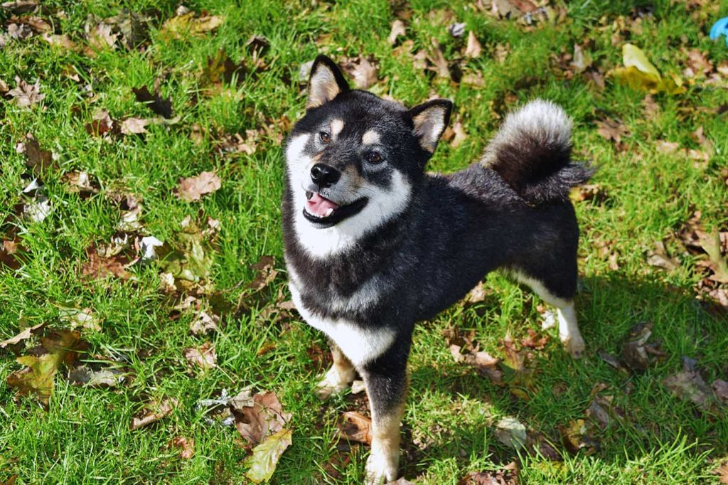 Dash | Shiba Inu Puppies by Icewind Shibas